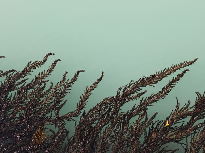 Scientists Uncover How Plants Generate a Unique Molecule that Combats ...