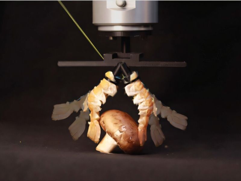 Bio-Hybrid Robots Breathe New Life into Food Scraps, Turning Them into ...
